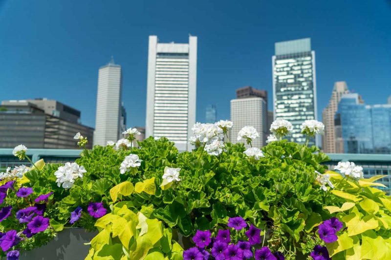 Cityscapes - Exterior Landscapes