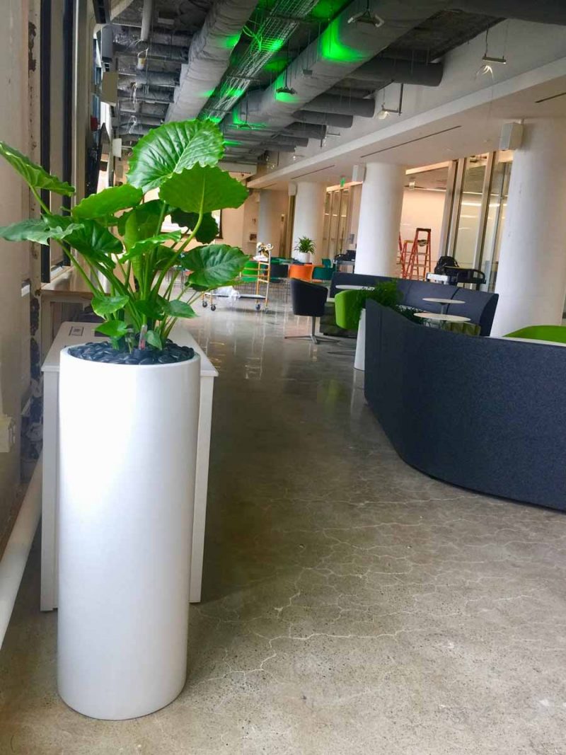 Interior Plantscapes - Cityscapes