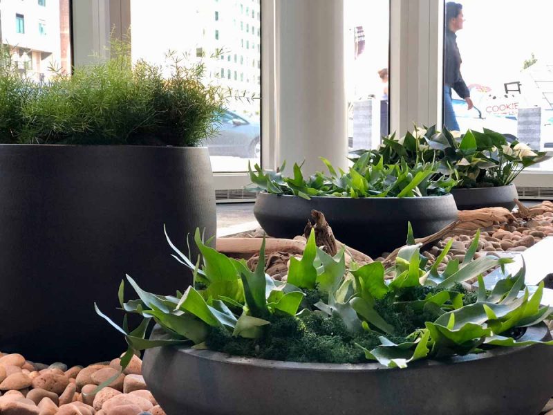 Interior Plantscapes - Cityscapes