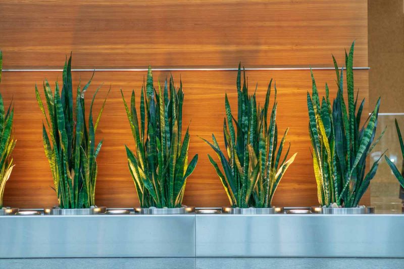 Interior Plantscapes - Cityscapes