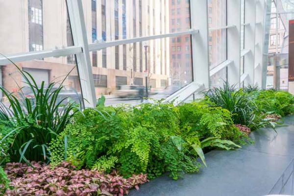 Interior Plantscapes - Cityscapes