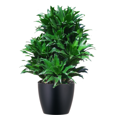 Indoor Plant Catalog - Cityscapes