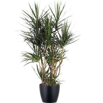 Indoor Plant Catalog - Cityscapes