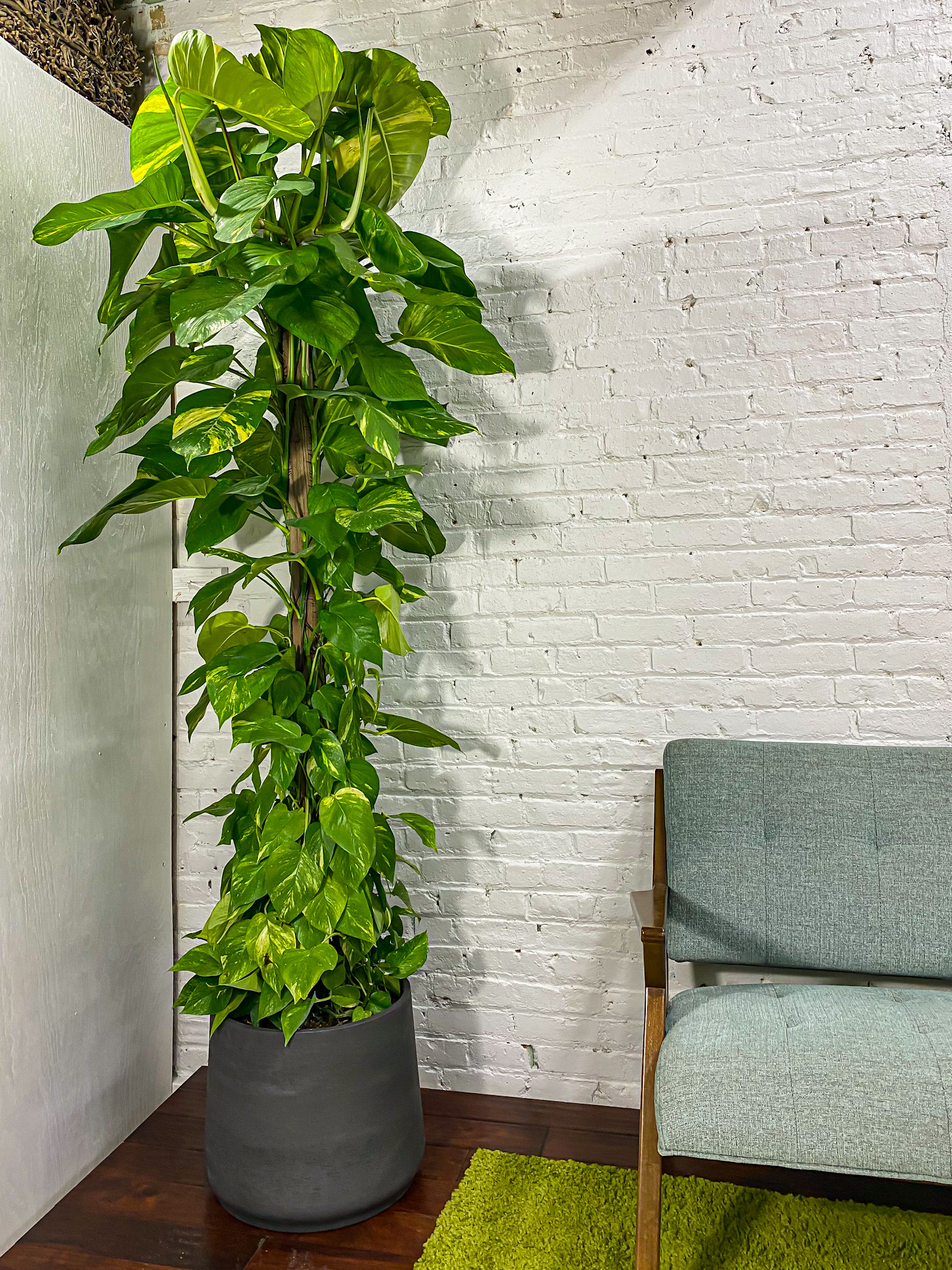 Introducing Cityscapes Plant Drops - Cityscapes