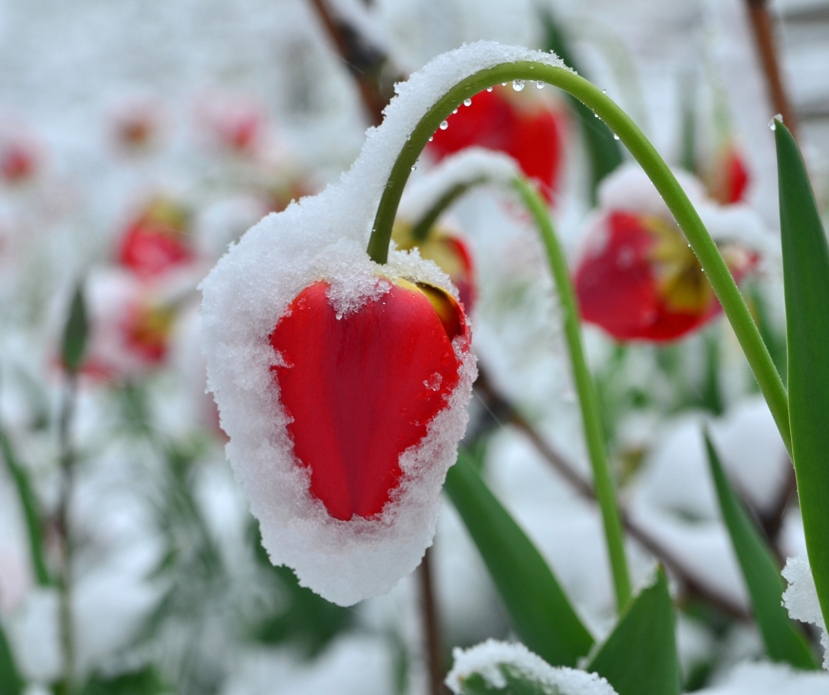 Pro Designer Tips for Spring Planting in New England that Anyone Can Do