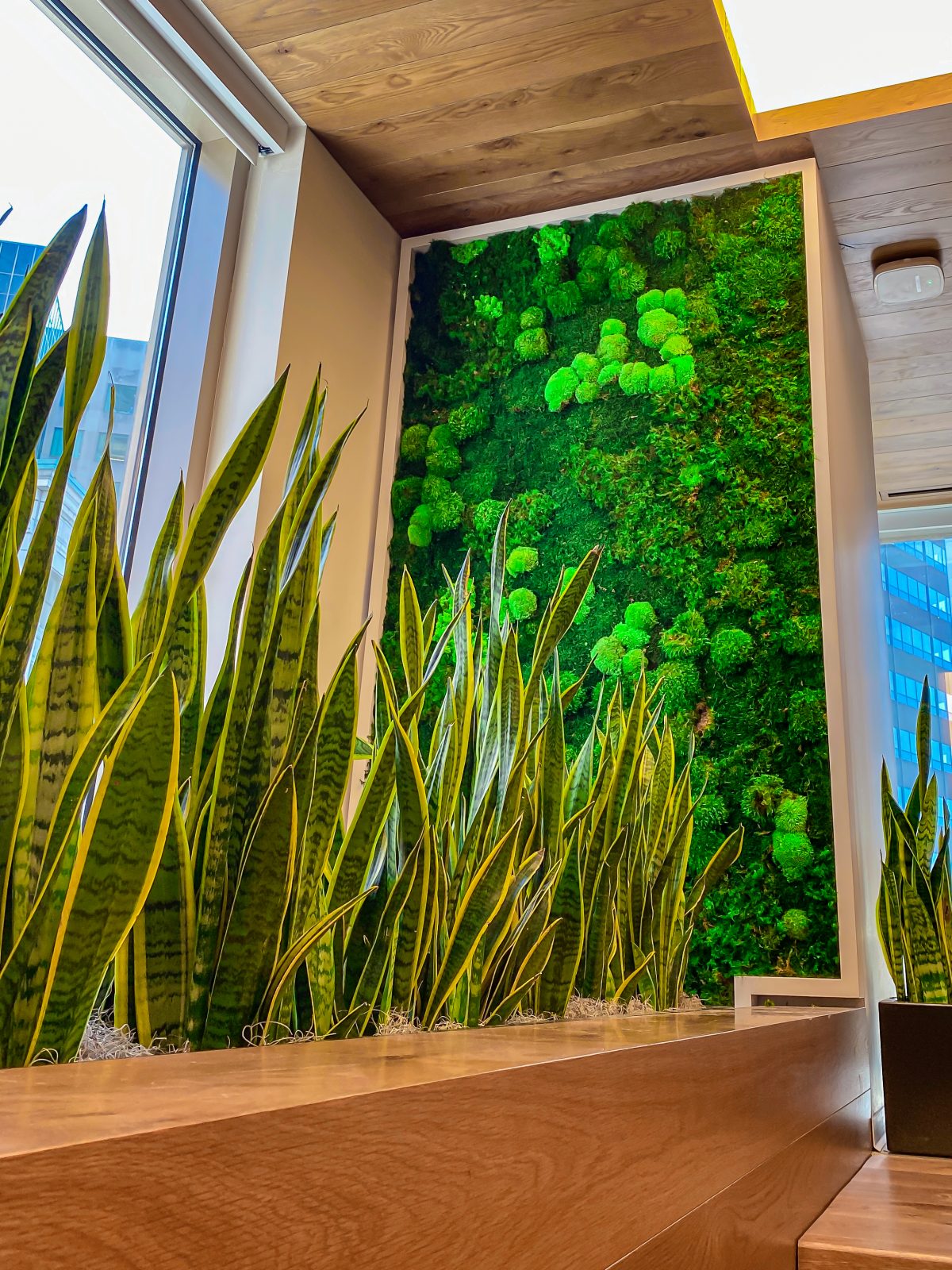 Preserved Moss Walls - Cityscapes